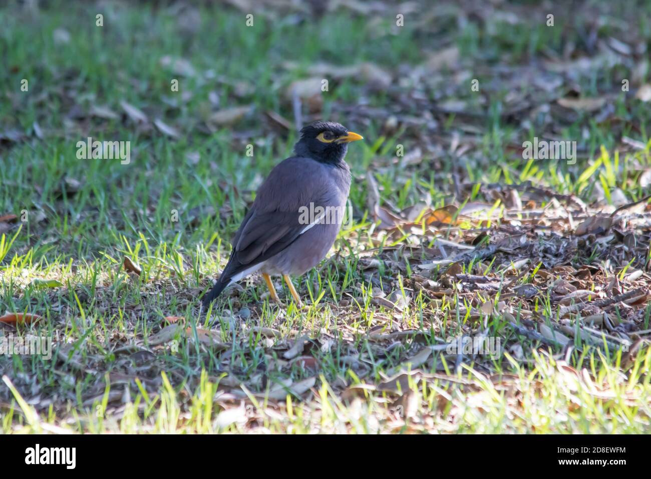 Indian myna hi-res stock photography and images - Alamy