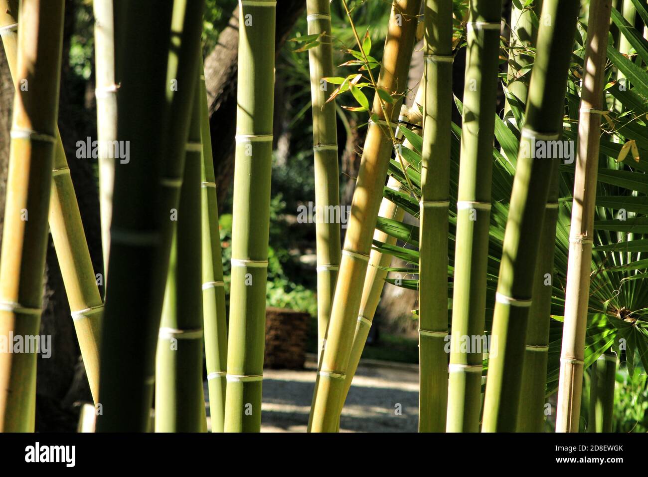 Bamboo labyrinth hi-res stock photography and images - Alamy