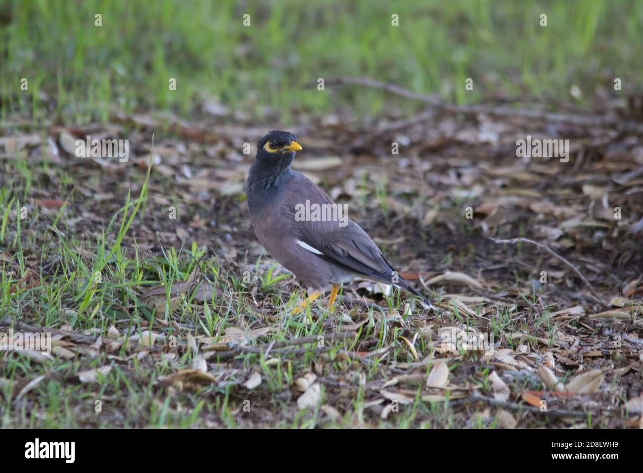 Indian myna hi-res stock photography and images - Alamy