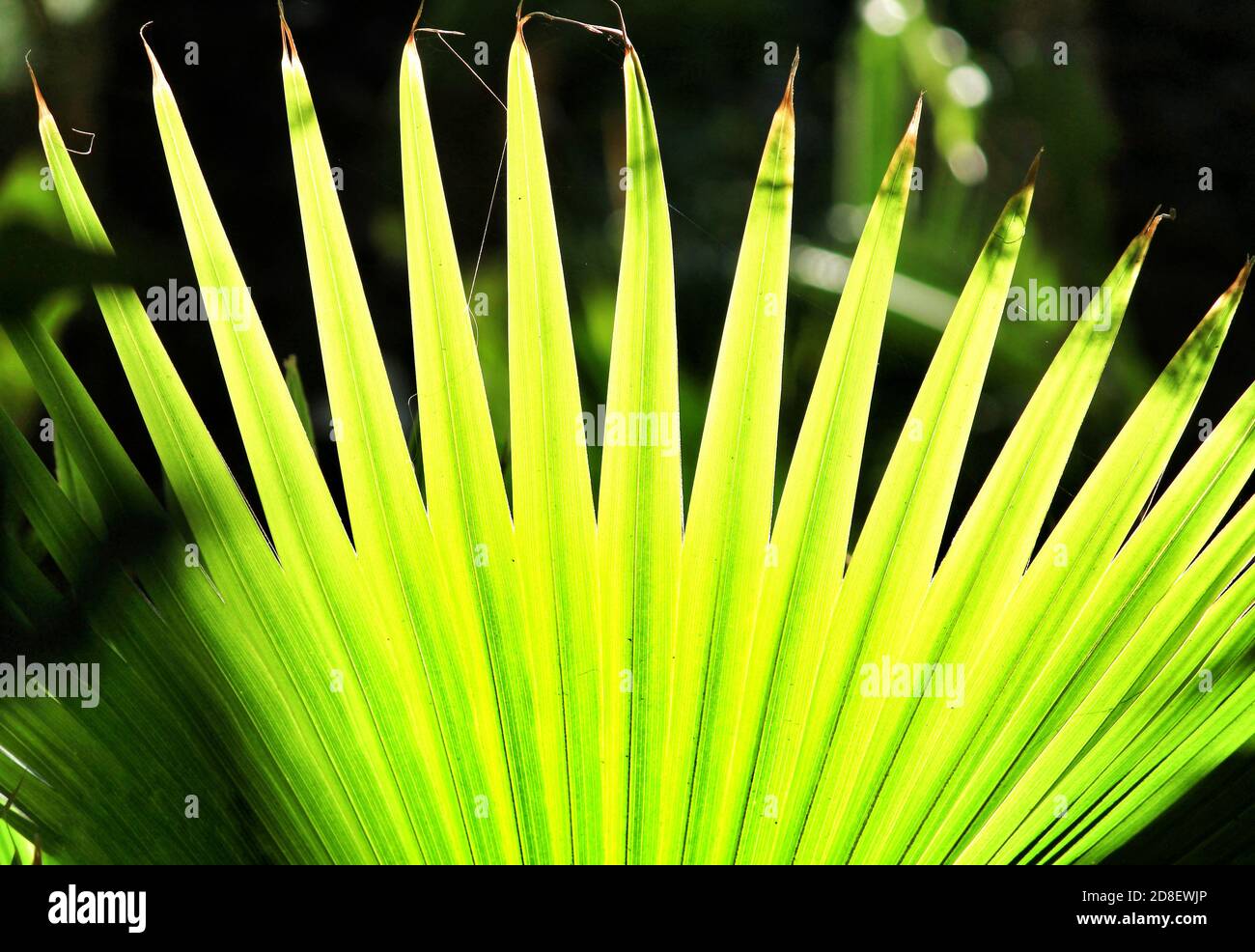 Latania loddigessi mart texture under the sun in a garden Stock Photo ...
