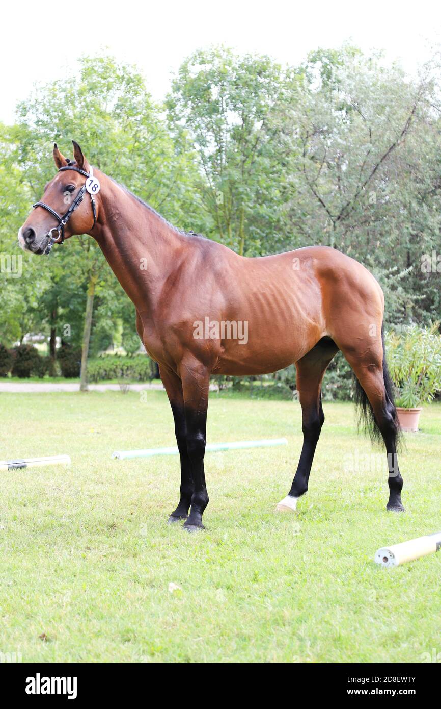 Stallion Inspection High Resolution Stock Photography and Images - Alamy