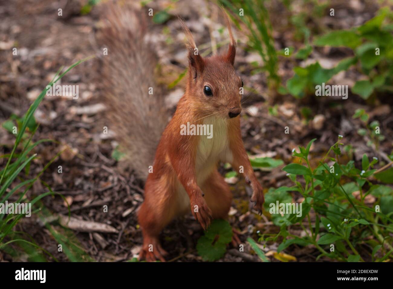 orange flurry squirrel stands on its hind legs and spread its front ...