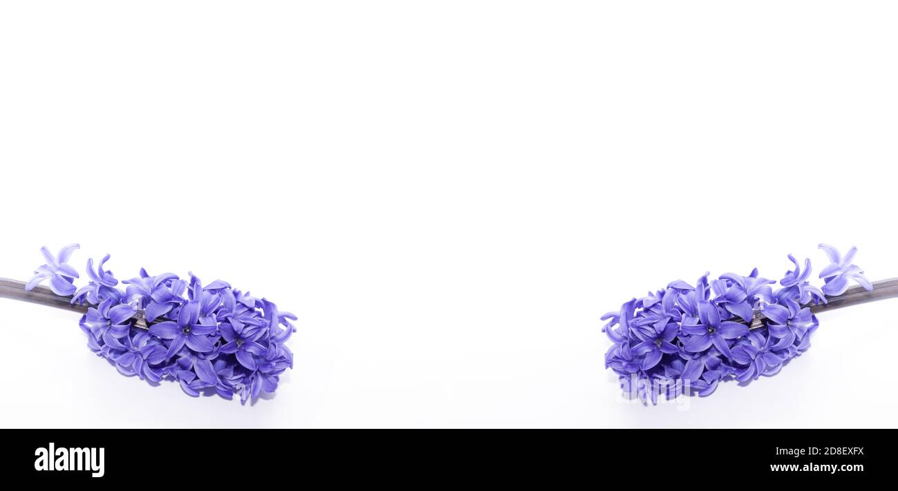 inflorescence of pink purple hyacinth flower isolated on white ...