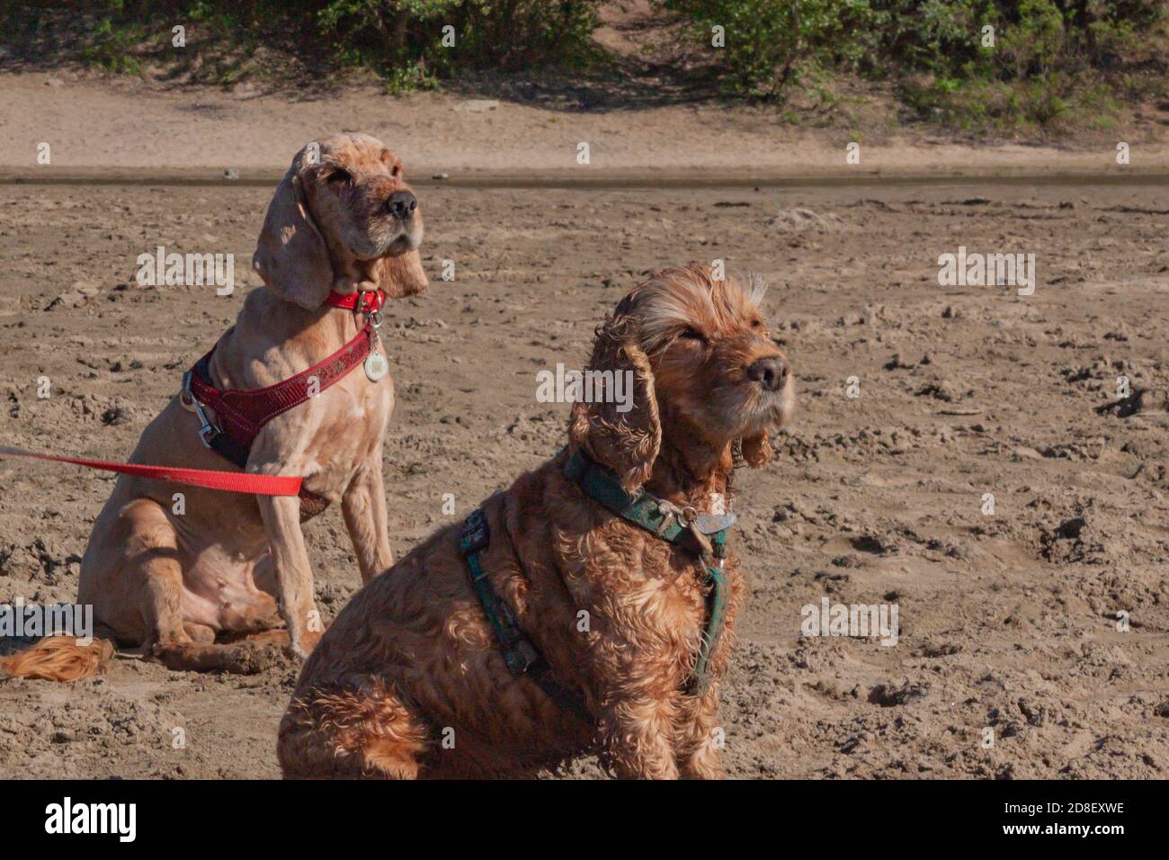 English Cocker Spaniel Pair High Resolution Stock Photography and ...