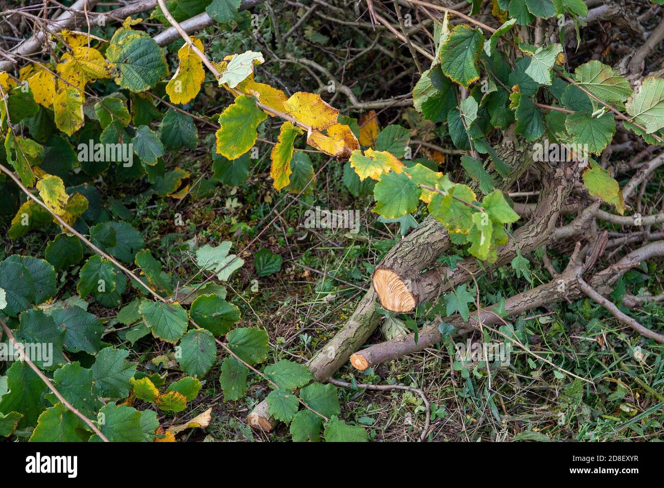 Environmental destruction uk hi-res stock photography and images - Alamy