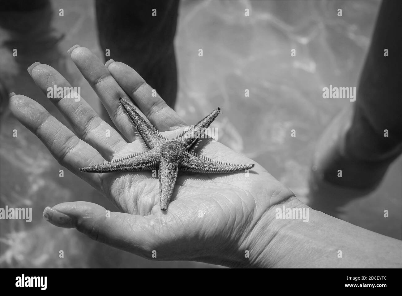 Small starfish on a human hand Stock Photo - Alamy