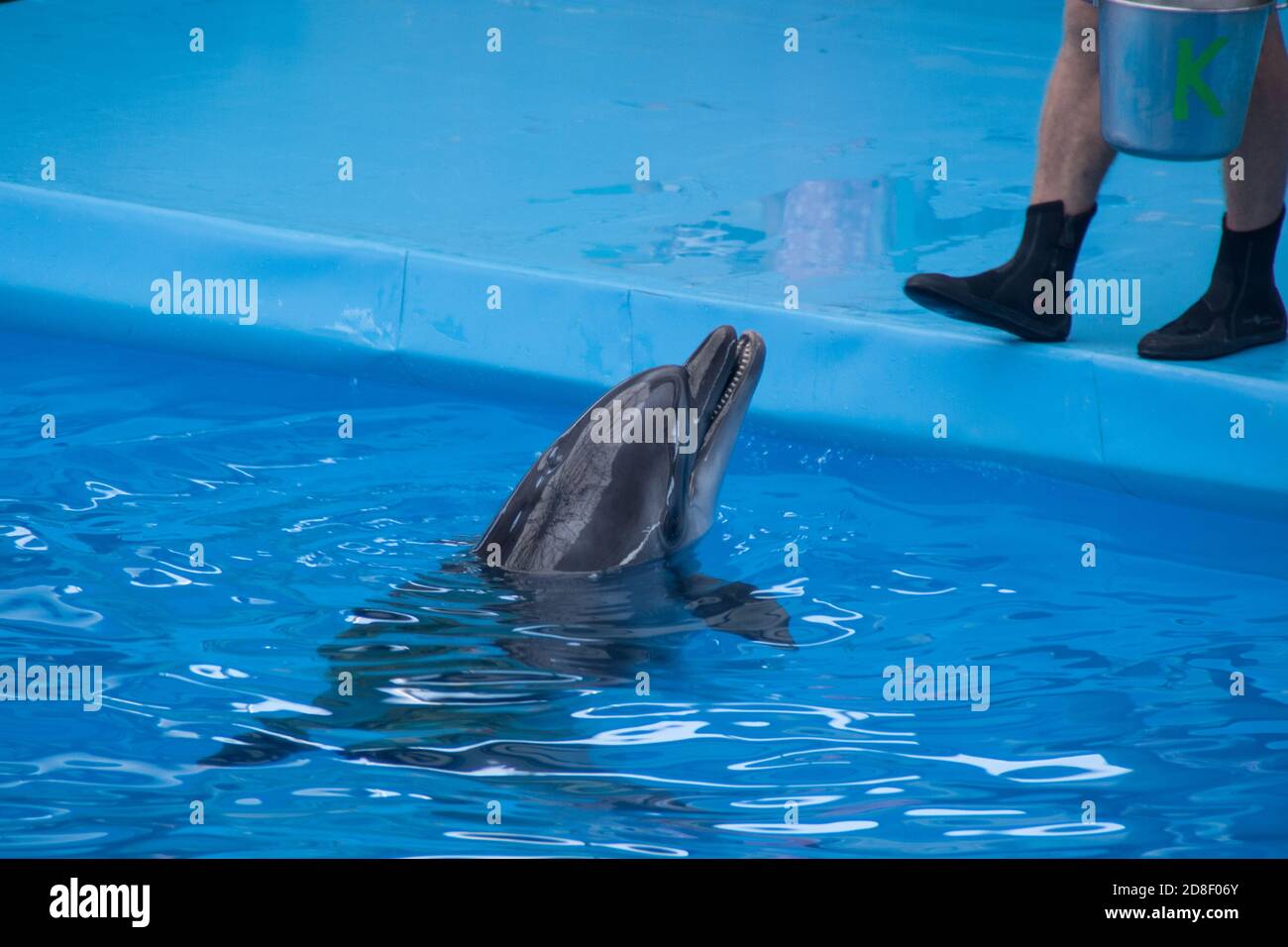 Trained dolphin in the aquarium, dolphinariums. show with dolphins. the ...
