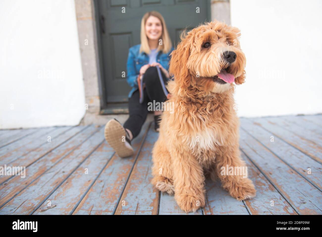 Labradoodle Dog and woman outside on balcony Stock Photo - Alamy