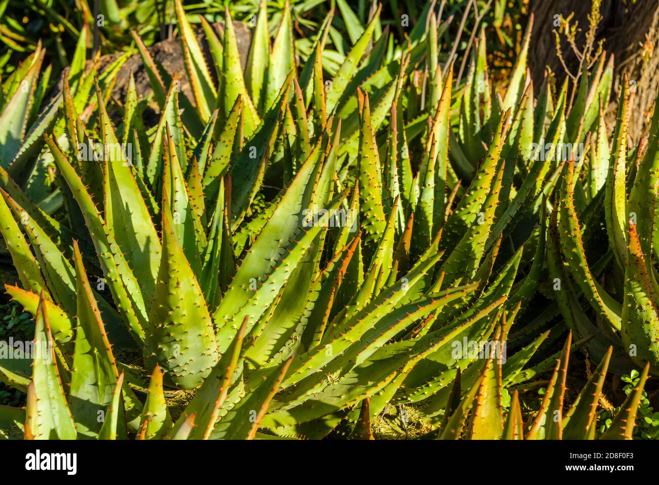 Australian native desert plants hi-res stock photography and images - Alamy
