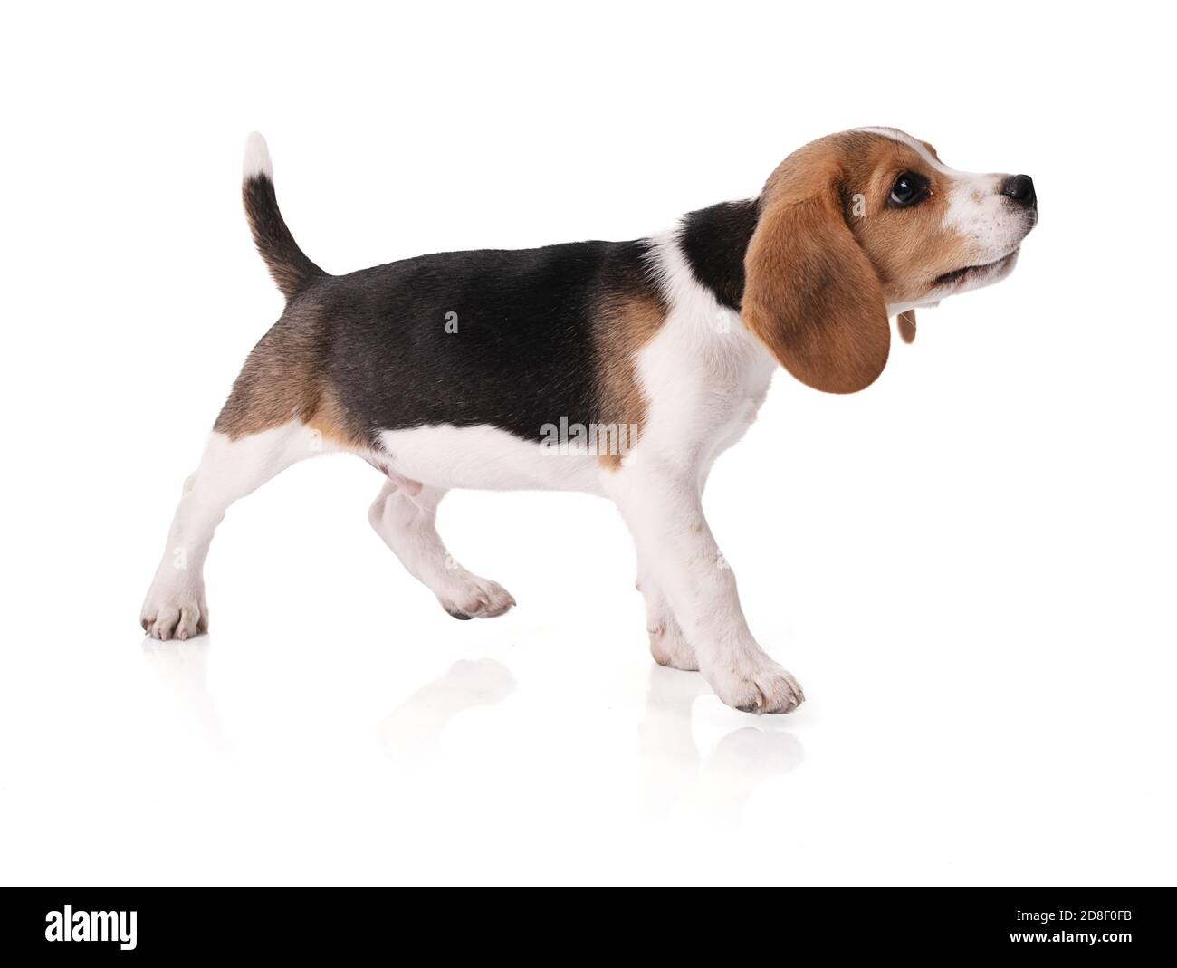 Puppy beagle standing still on white background Stock Photo - Alamy