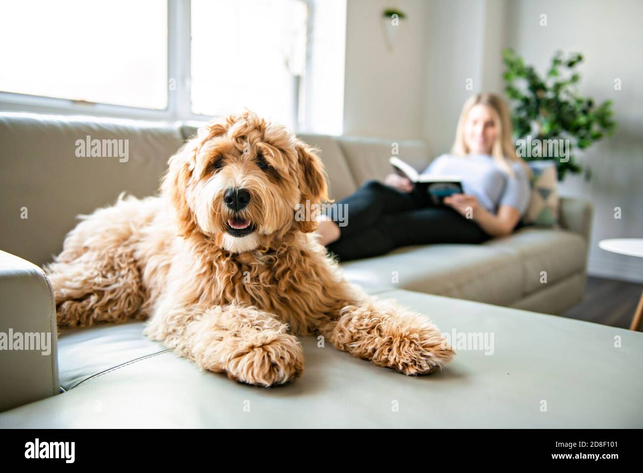 woman with his Golden Labradoodle dog reading at home Stock Photo - Alamy