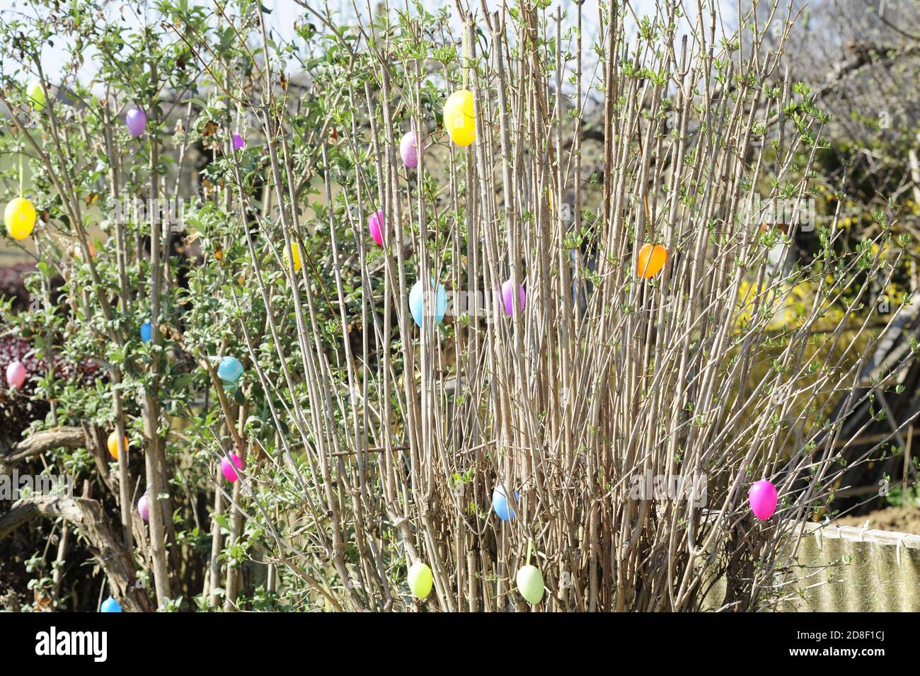 colorful Easter eggs hanging on a shrub in the garden Stock Photo - Alamy