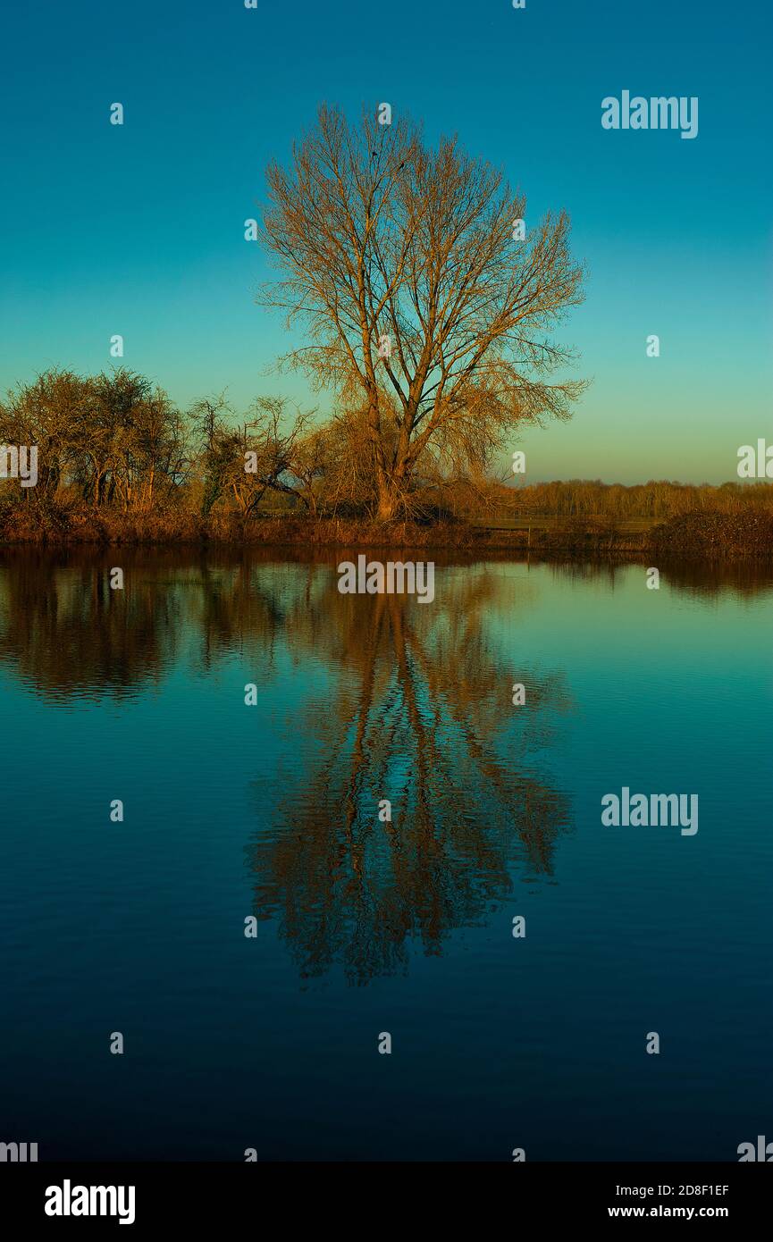 Tree Reflect in water at sunset Stock Photo - Alamy