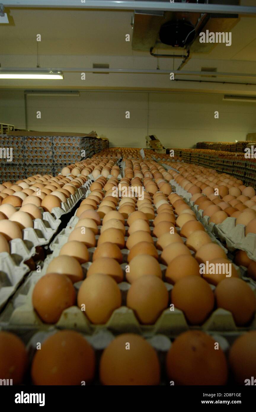 industrial processing of chicken eggs in a cold storage room Stock ...