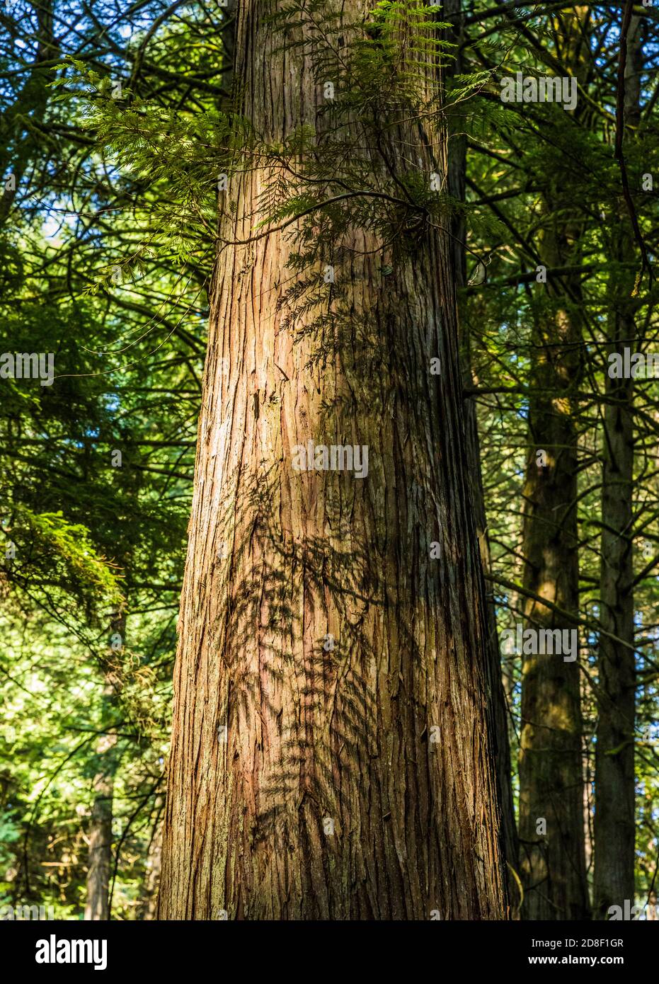 Cedar Tree Shadows along the Twin Lakes Trail in Moran State Park ...