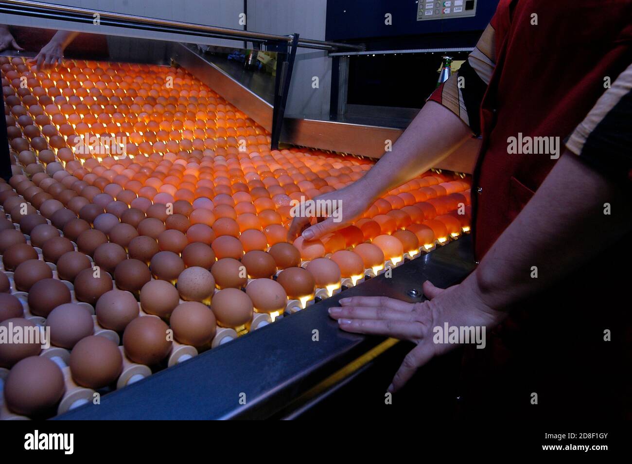 industrial quality control of eggs with light and manual check Stock ...