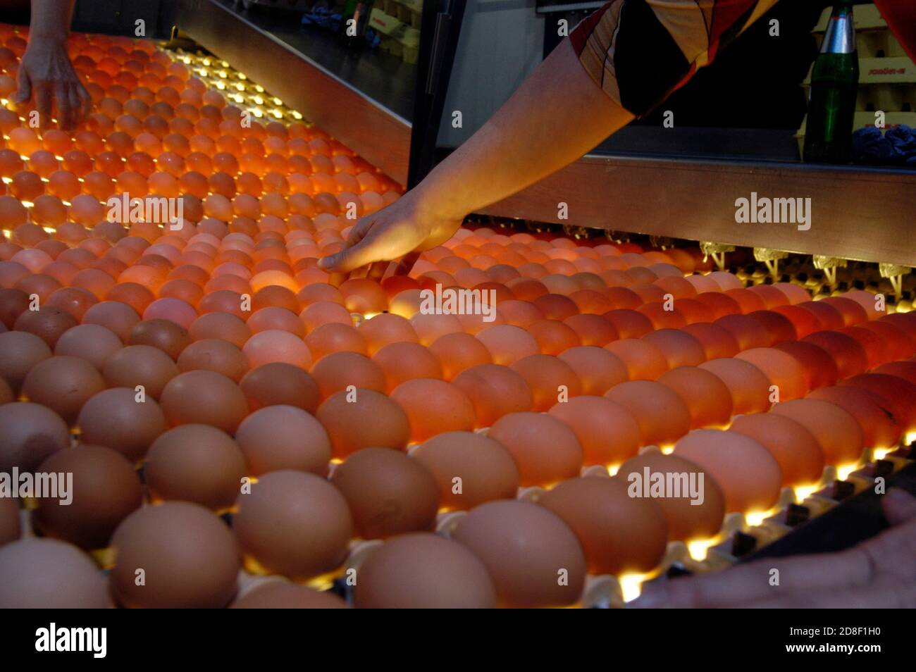 industrial quality control of eggs with light and manual check Stock ...