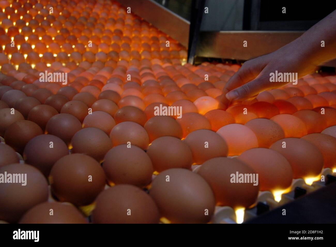 industrial quality control of eggs with light and manual check Stock ...