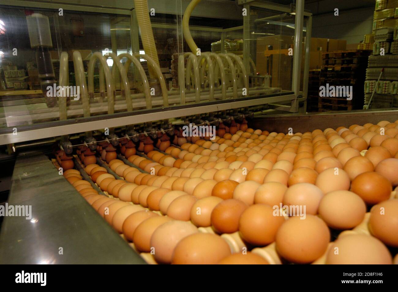 industrial processing of chicken eggs with machines in a factory Stock ...