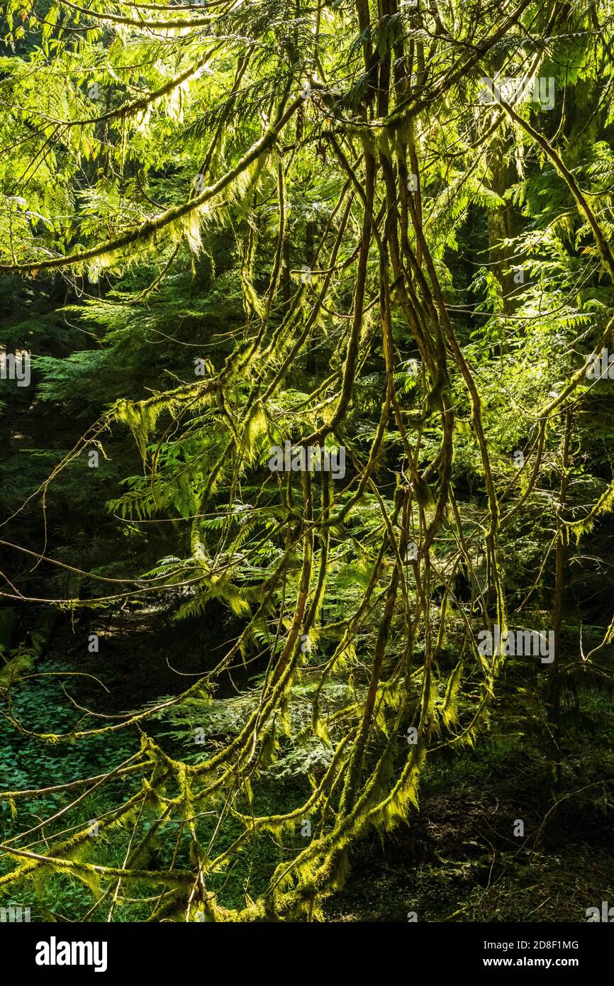 Cedar nobody plants tree hi-res stock photography and images - Alamy