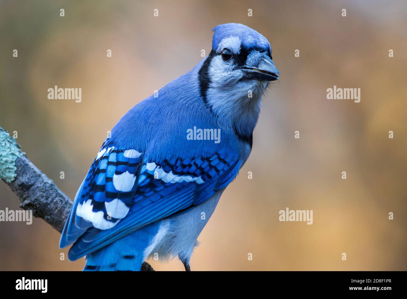 Blue Jay, Cyanocitta cristata, closeup looking right with golden fall ...