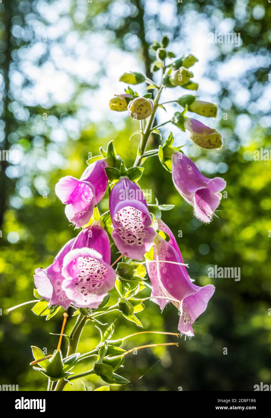 Foxglove flowers, Moran State Park, Orcas Island, Washington, USA Stock ...
