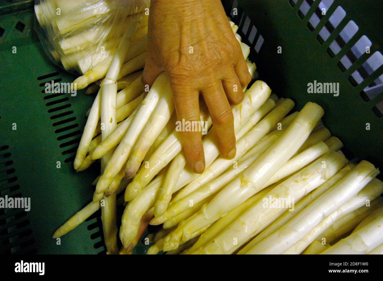 sorting freshly harvested asparagus in a box before packaging for ...