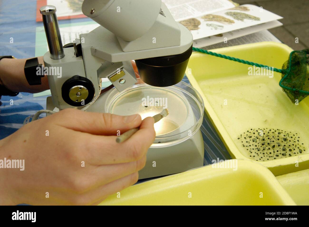 working with a petri dish and a microscope in a research lab Stock ...