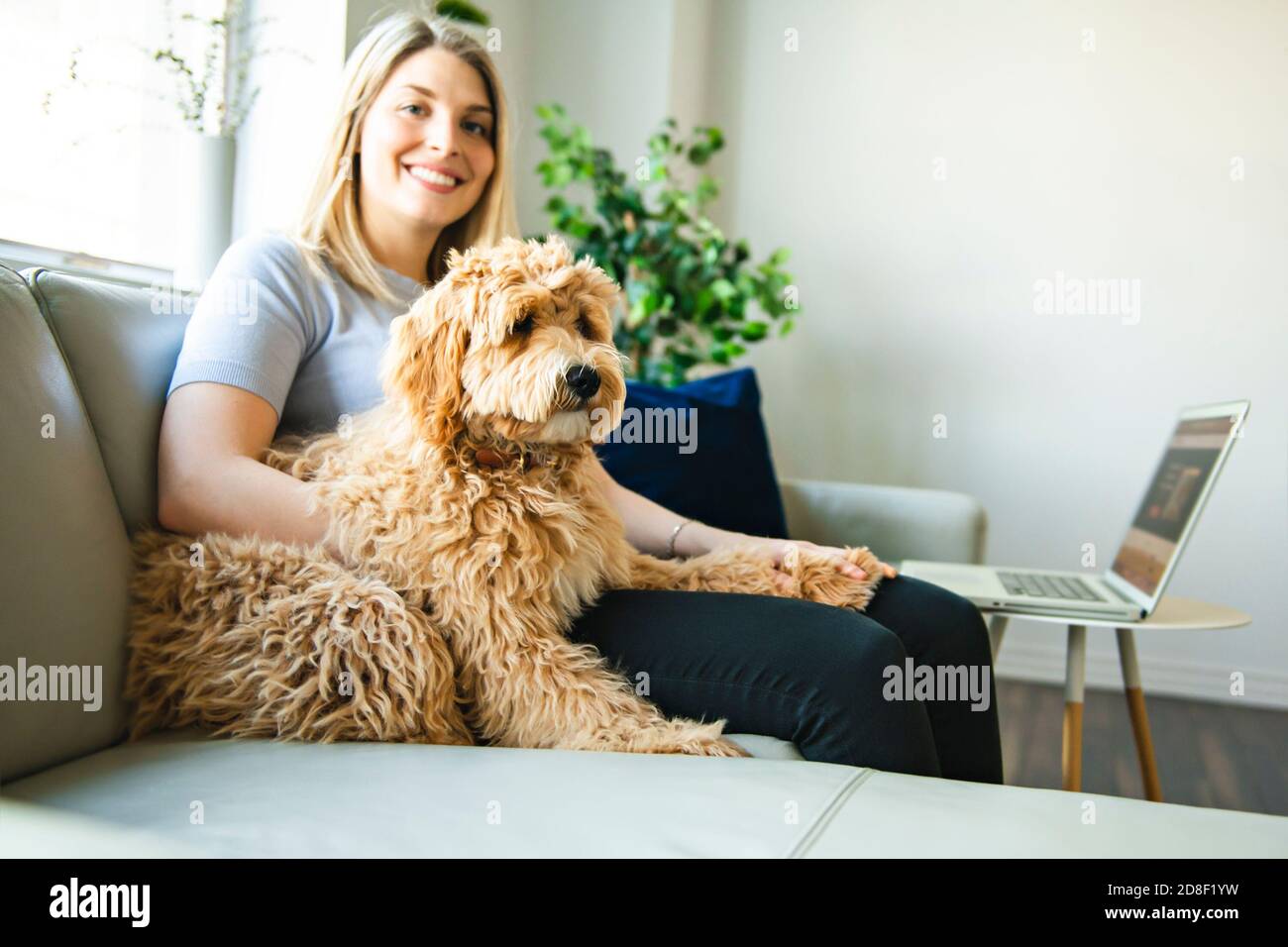 woman with his Golden Labradoodle dog at home Stock Photo - Alamy