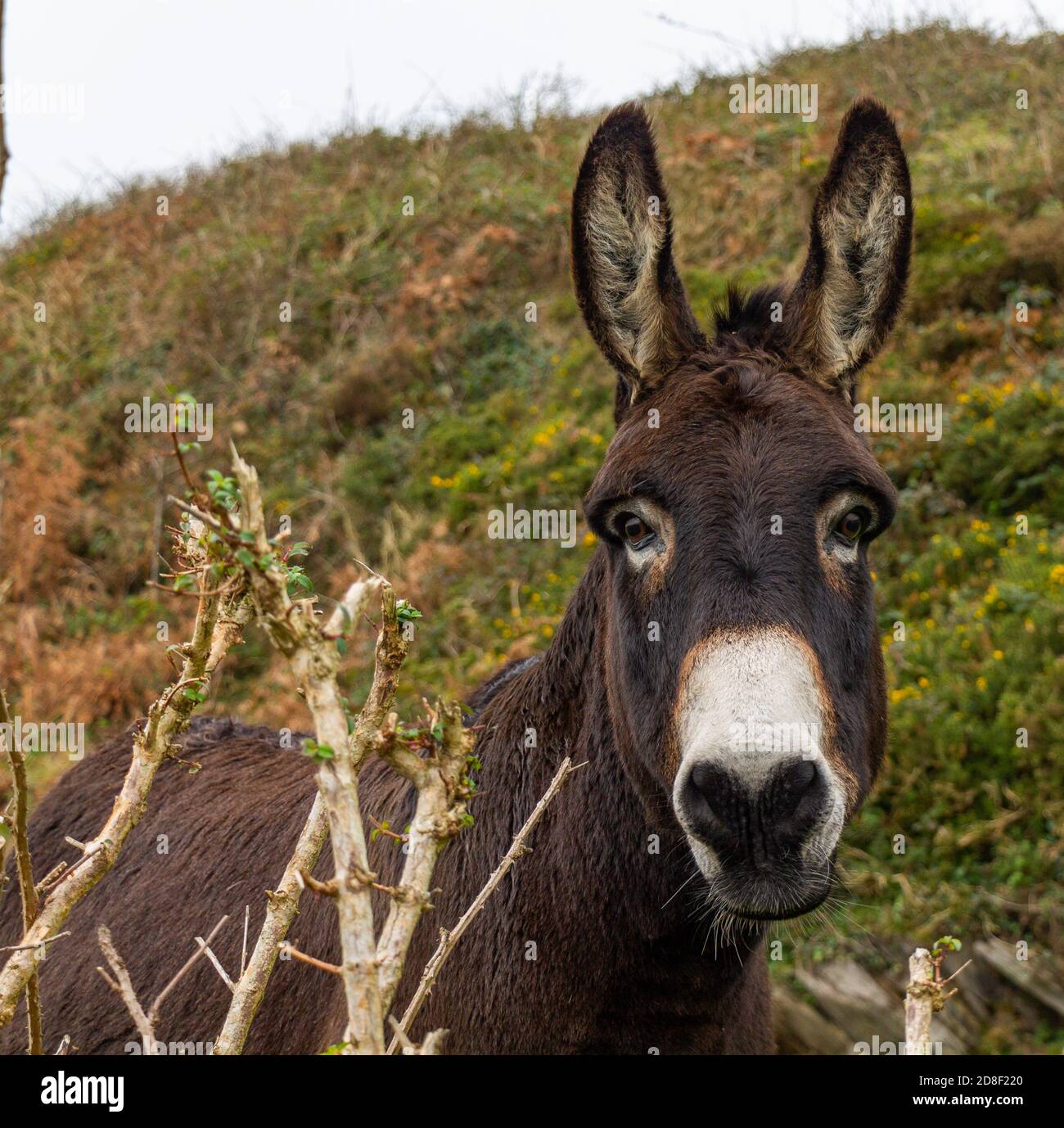 Donkey Head close up facing camera Stock Photo - Alamy