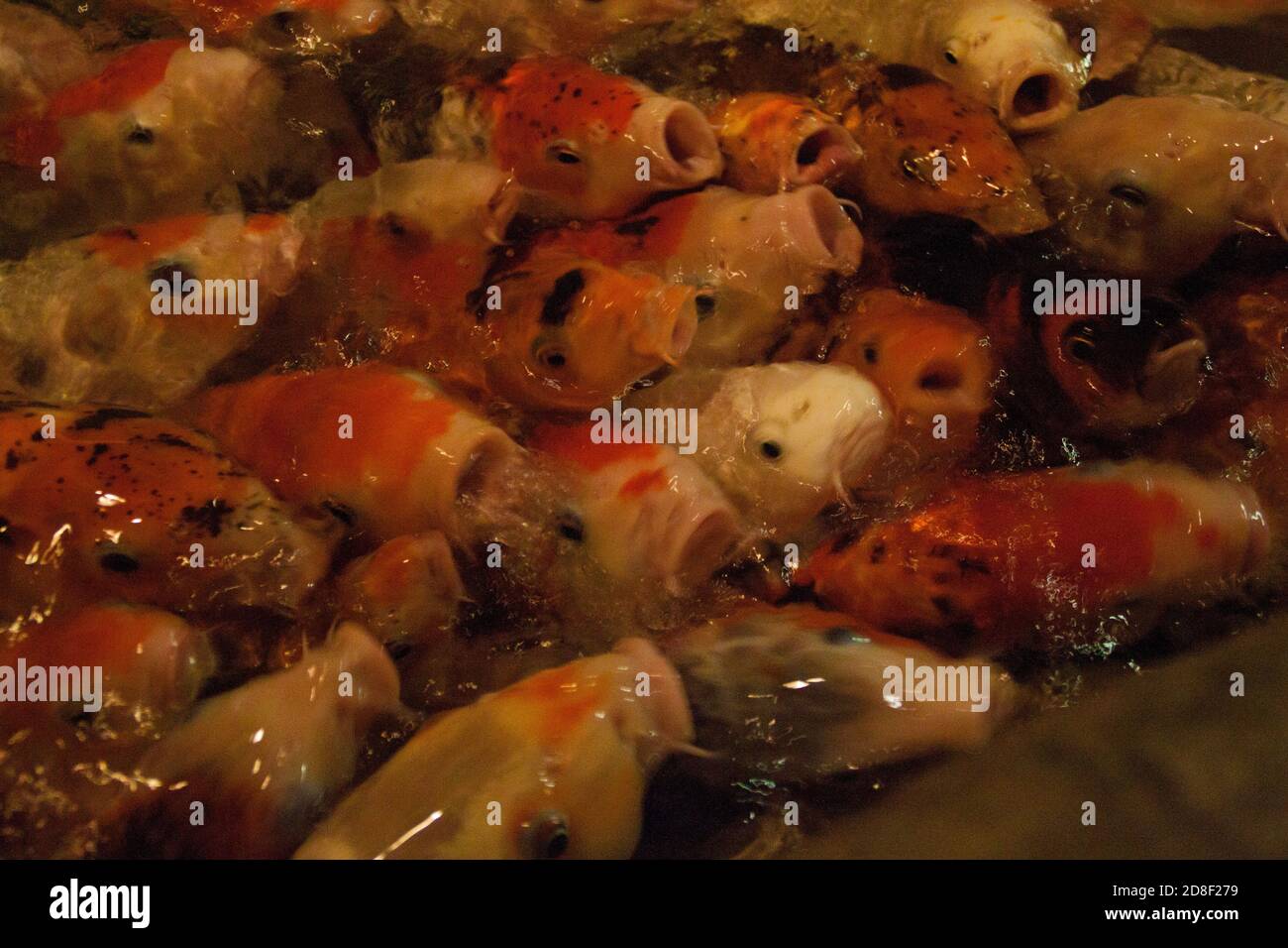 Royal fish hi-res stock photography and images - Alamy