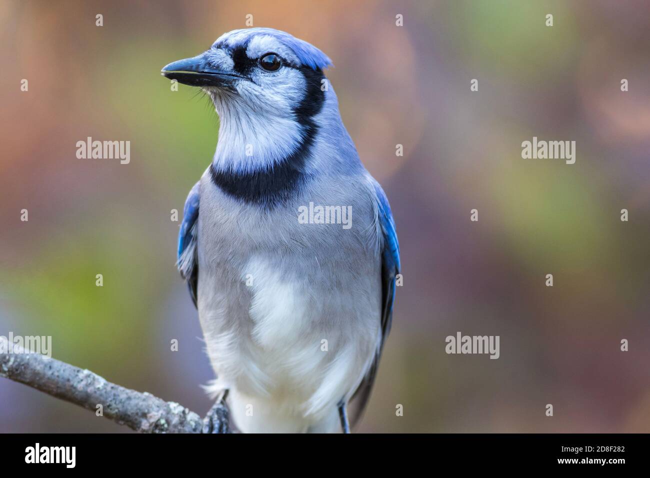Blue Jay, Cyanocitta cristata, closeup looking left with golden fall ...