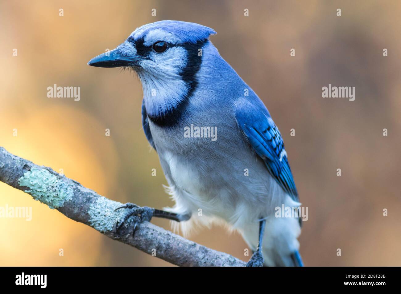 Blue Jay, Cyanocitta cristata, closeup looking left with golden fall ...