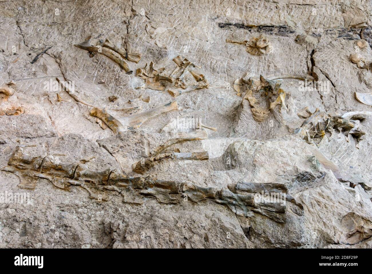 Deinonychus fossils hi-res stock photography and images - Alamy