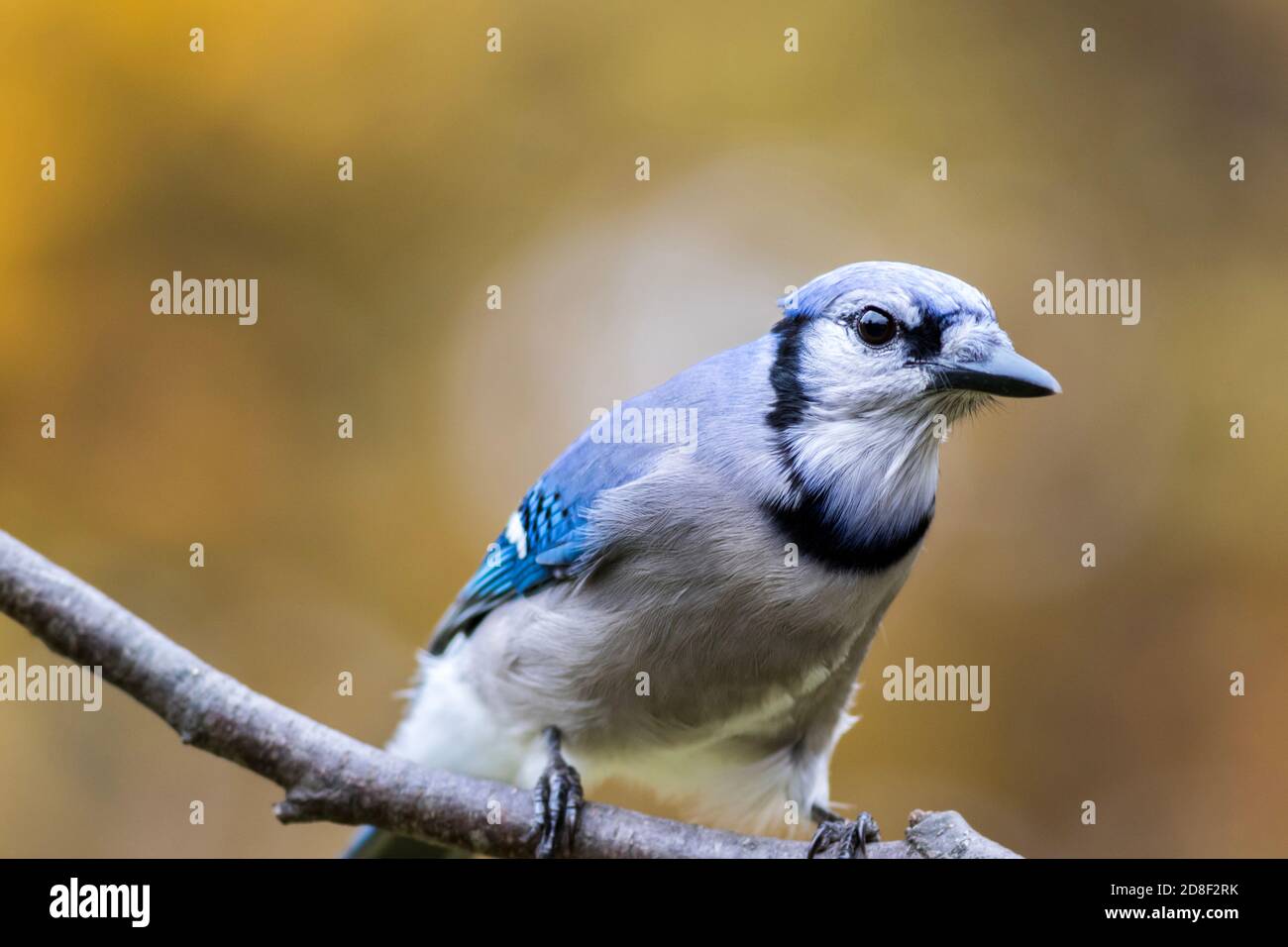 Blue Jay, Cyanocitta cristata, closeup looking right with golden fall ...