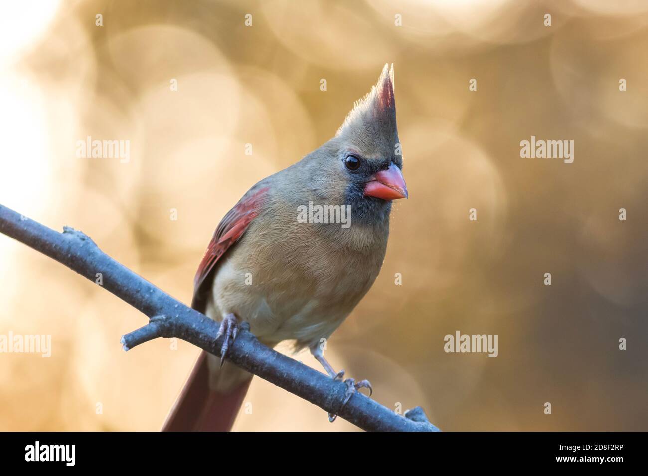Northern Cardinal, Cardinalis cardinalis, female closeup perched facing ...