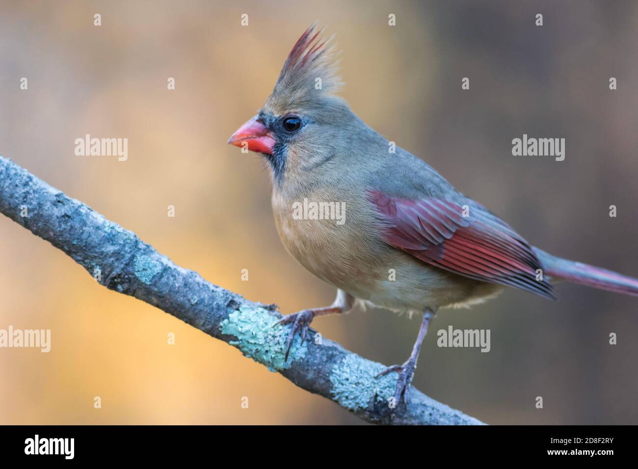 Northern Cardinal, Cardinalis cardinalis, female closeup perched facing ...