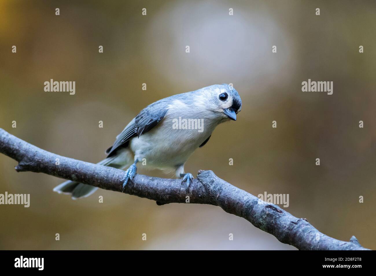 Tufted Titmouse, Baeolophus bicolor, closeup looking right with golden ...