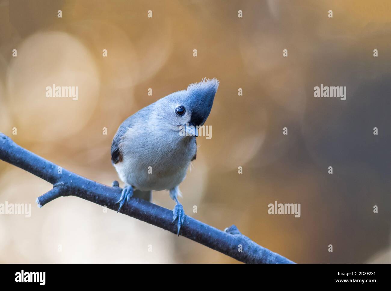 Tufted Titmouse, Baeolophus bicolor, closeup looking right with golden ...