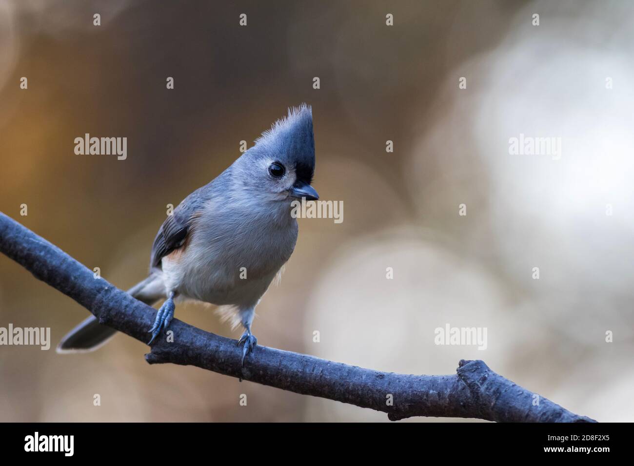 Tufted Titmouse, Baeolophus bicolor, closeup looking right with golden ...