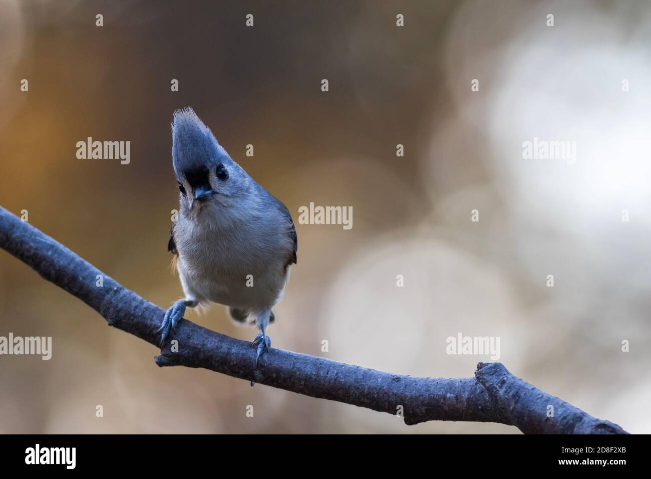 Tufted Titmouse, Baeolophus bicolor, closeup looking straight with ...