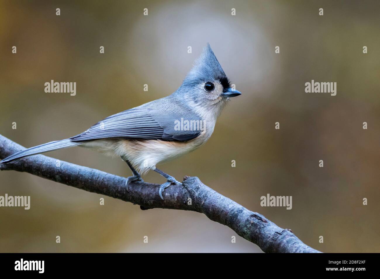 Tufted Titmouse, Baeolophus bicolor, closeup looking right with golden ...