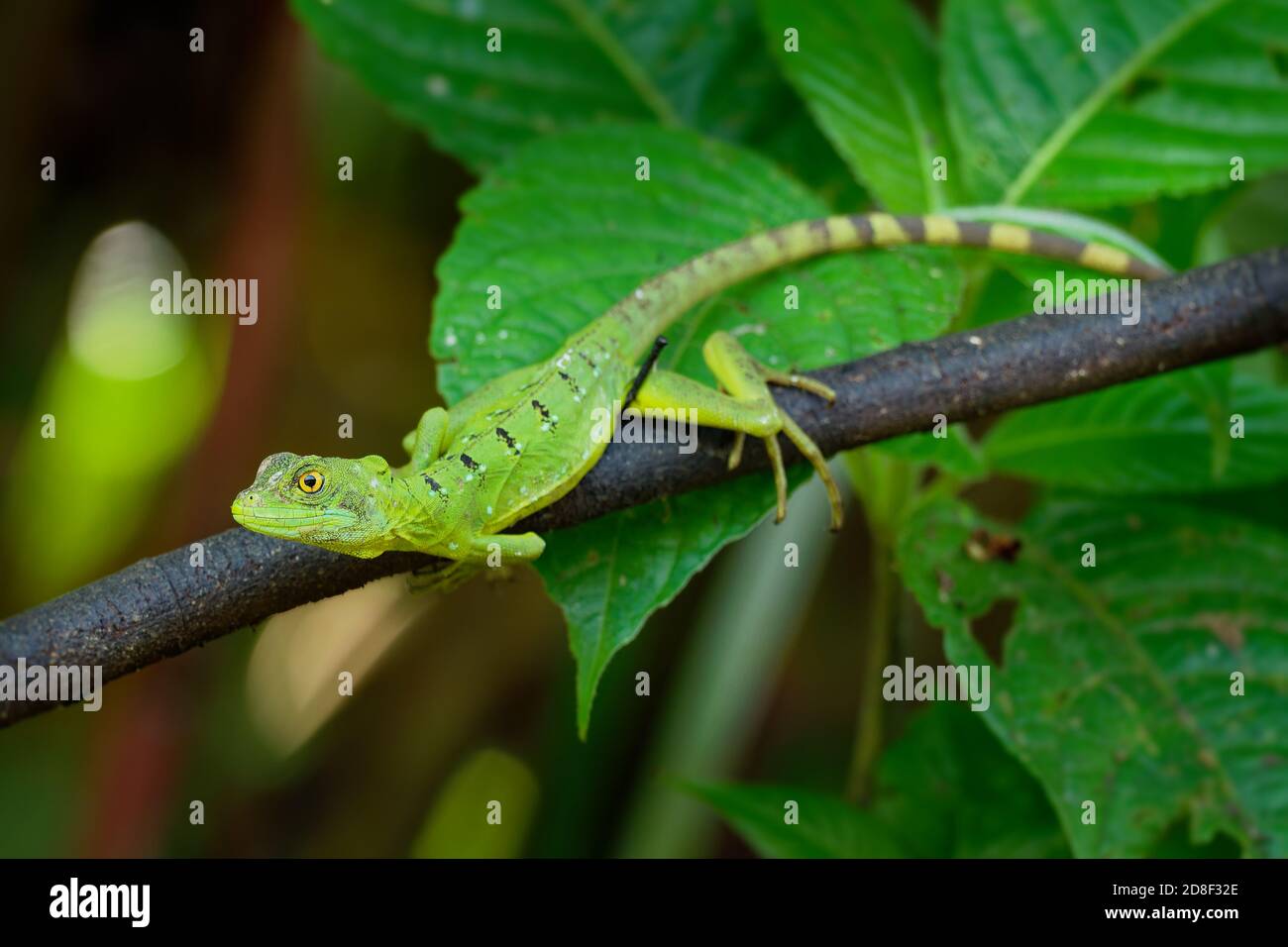Green Basilisk - Basiliscus plumifrons also called the green basilisk ...