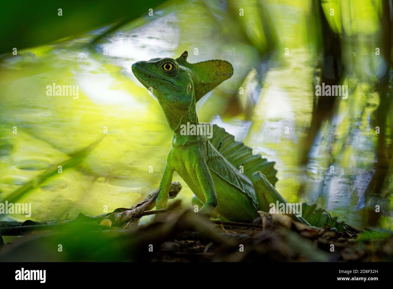 Green Basilisk - Basiliscus plumifrons also called the green basilisk ...