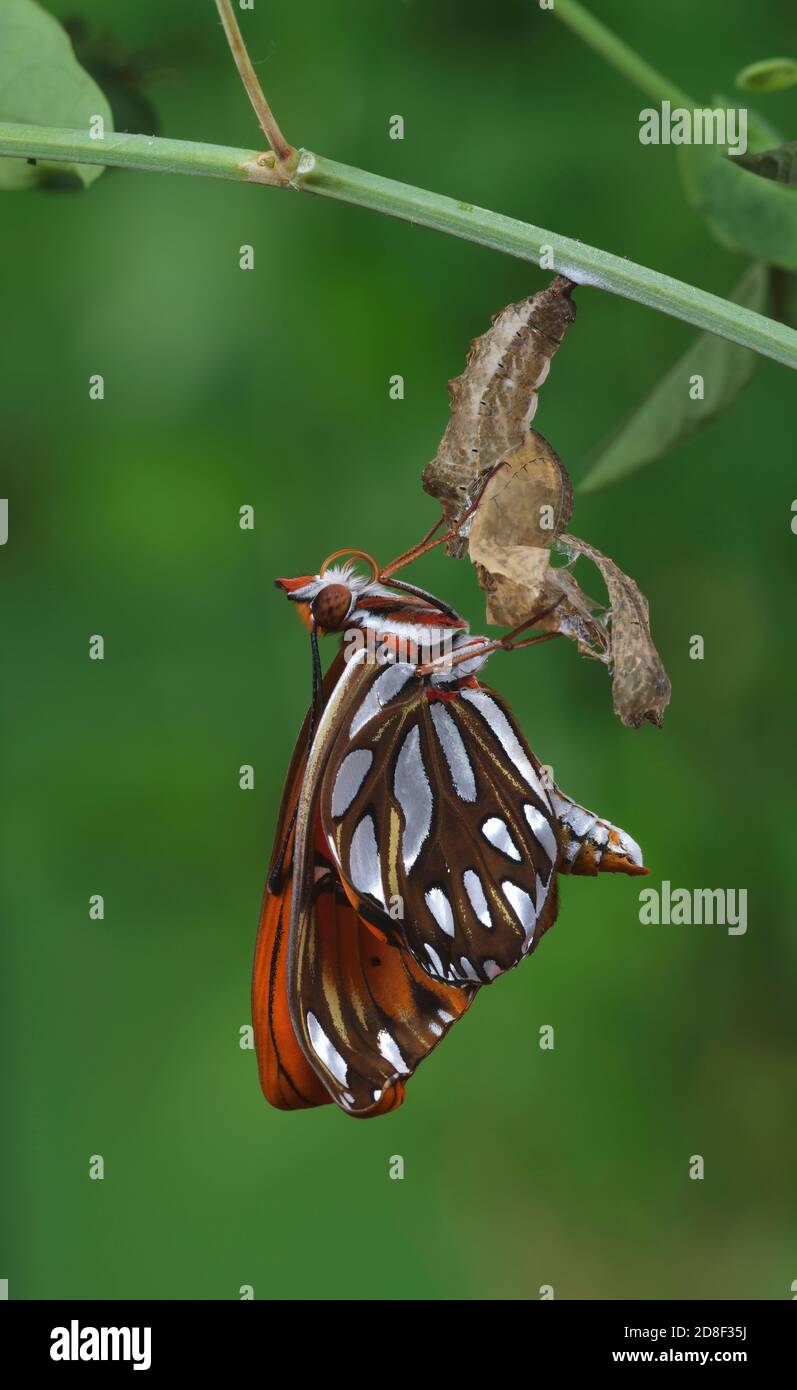 Sequence of butterfly hatching from pupae hi-res stock photography and ...