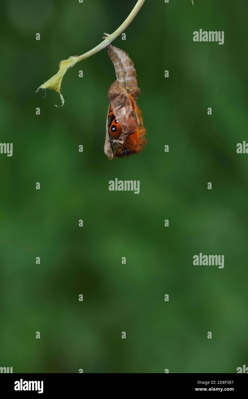 Butterflies hatching from pupae butterfly hi-res stock photography and ...