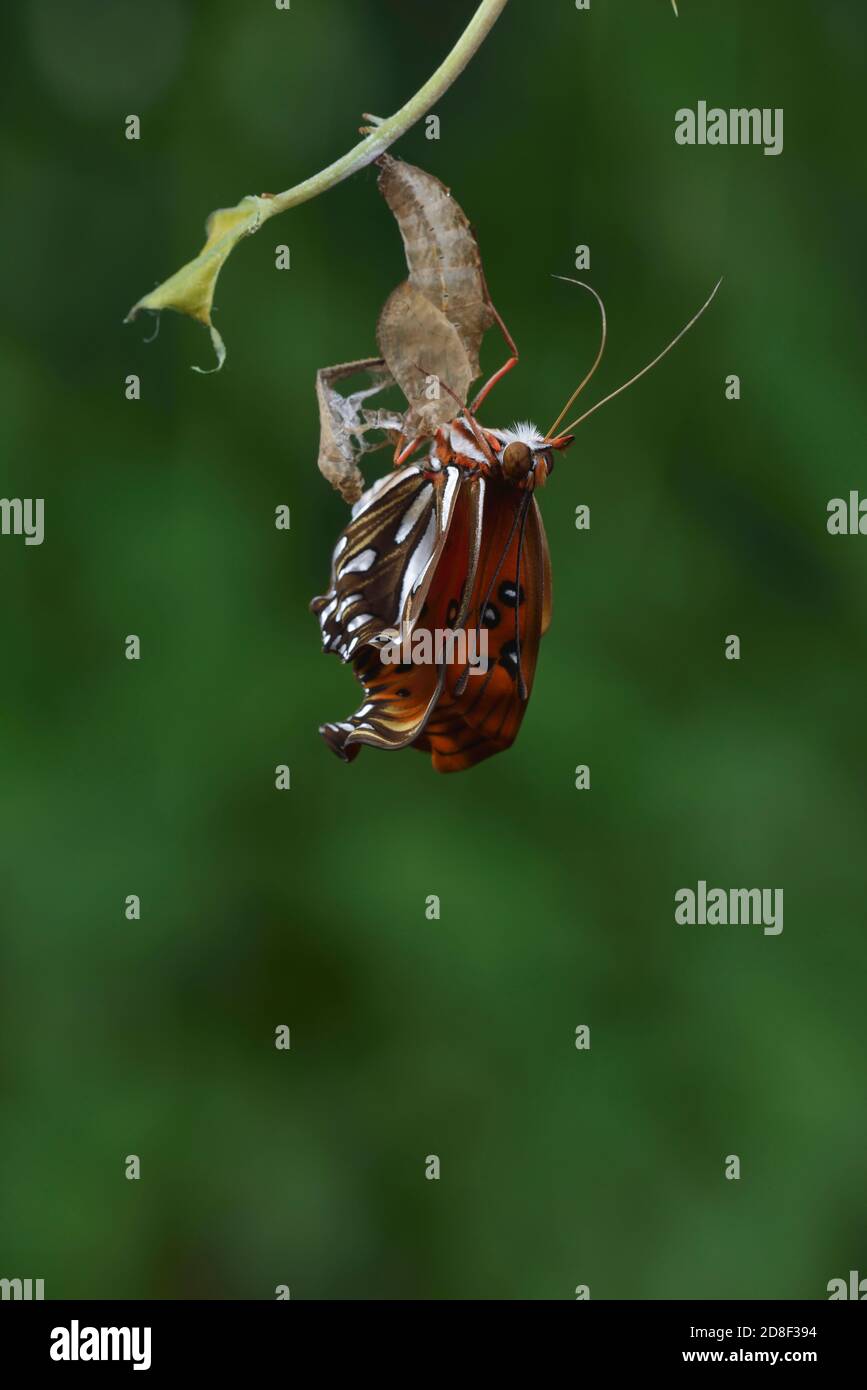 Gulf Fritillary (Agraulis vanillae), butterfly expanding wings after ...