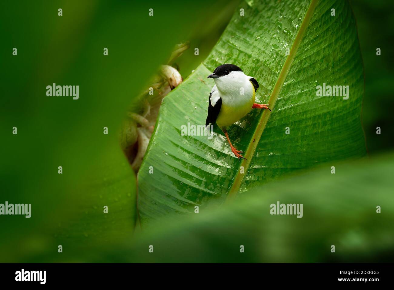 White-collared manakin - Manacus candei passerine bird in the manakin ...