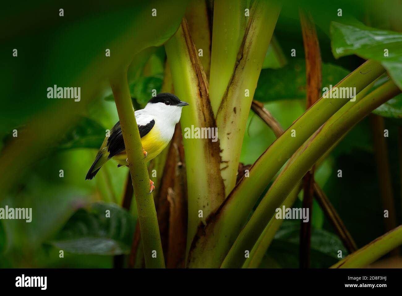 White-collared manakin - Manacus candei passerine bird in the manakin ...