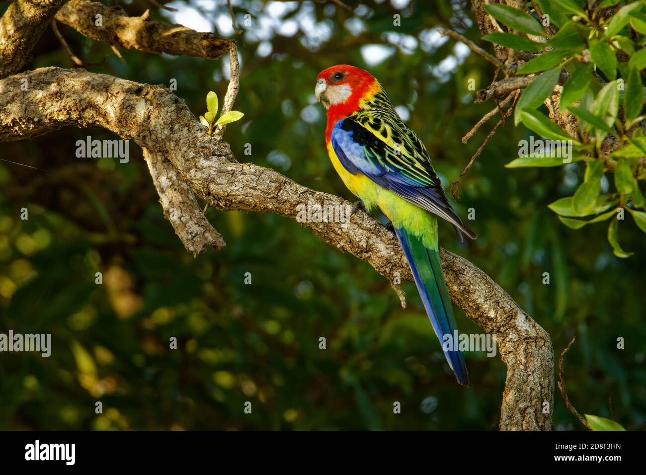 Eastern rosella - Platycercus eximius is a rosella native to southeast ...